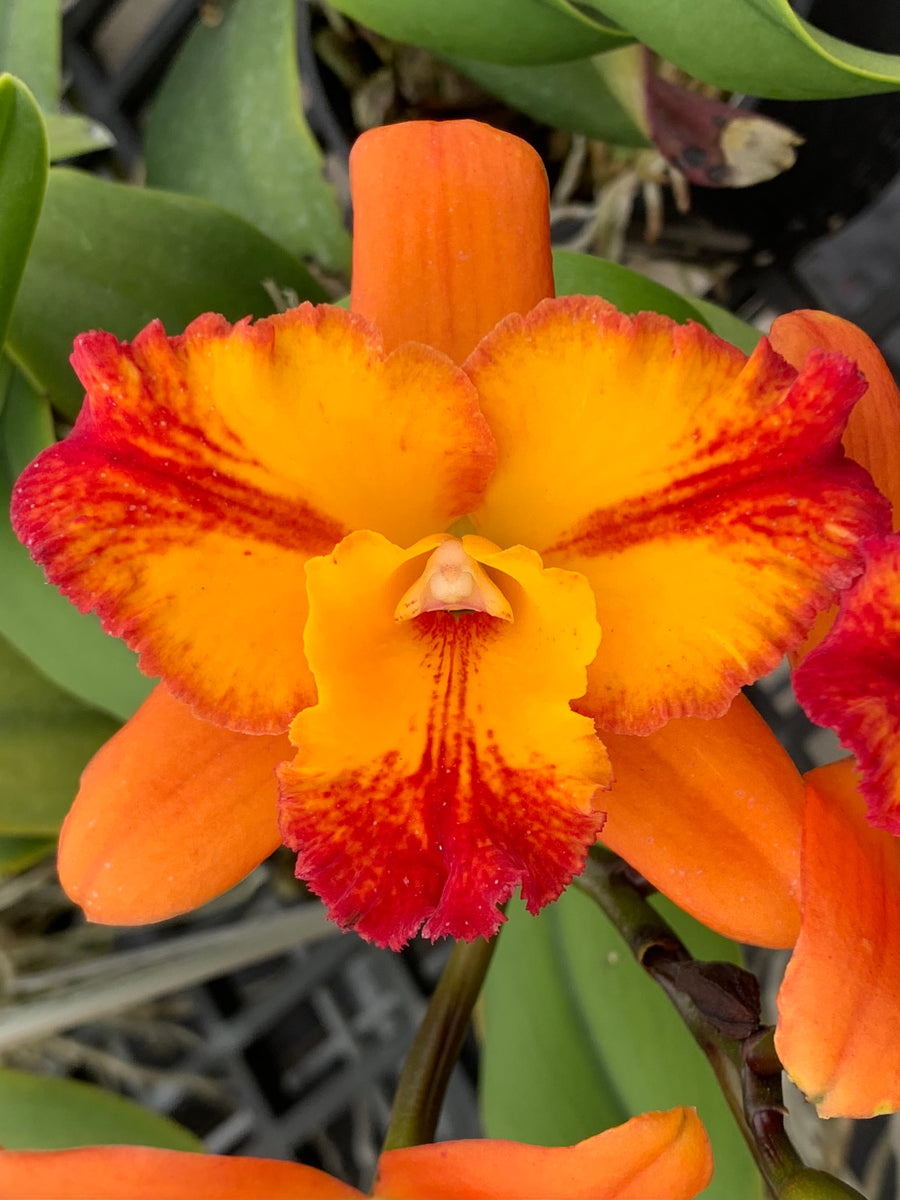 Mini cattleya – Shogun Hawaii