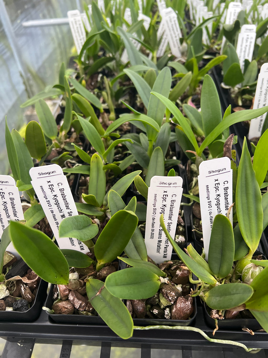 Mini Catt : C . Brabantiae ‘Sentinels Hot Pants ‘ x Epc . Kyoguchi ‘M. – Shogun Hawaii