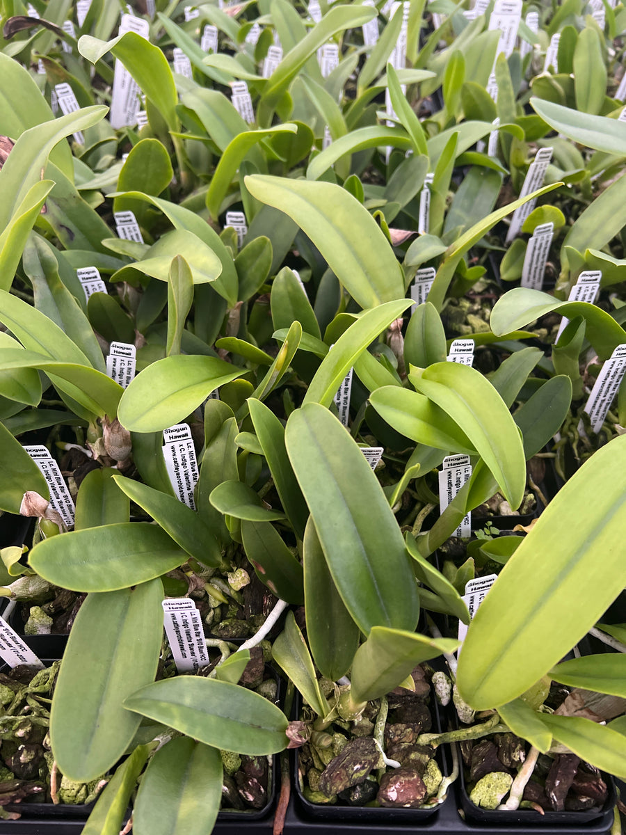 Mini Catt: Lc . Mini Blue Star ‘SVO blues ‘HCC x C . Indigo Valentine – Shogun Hawaii