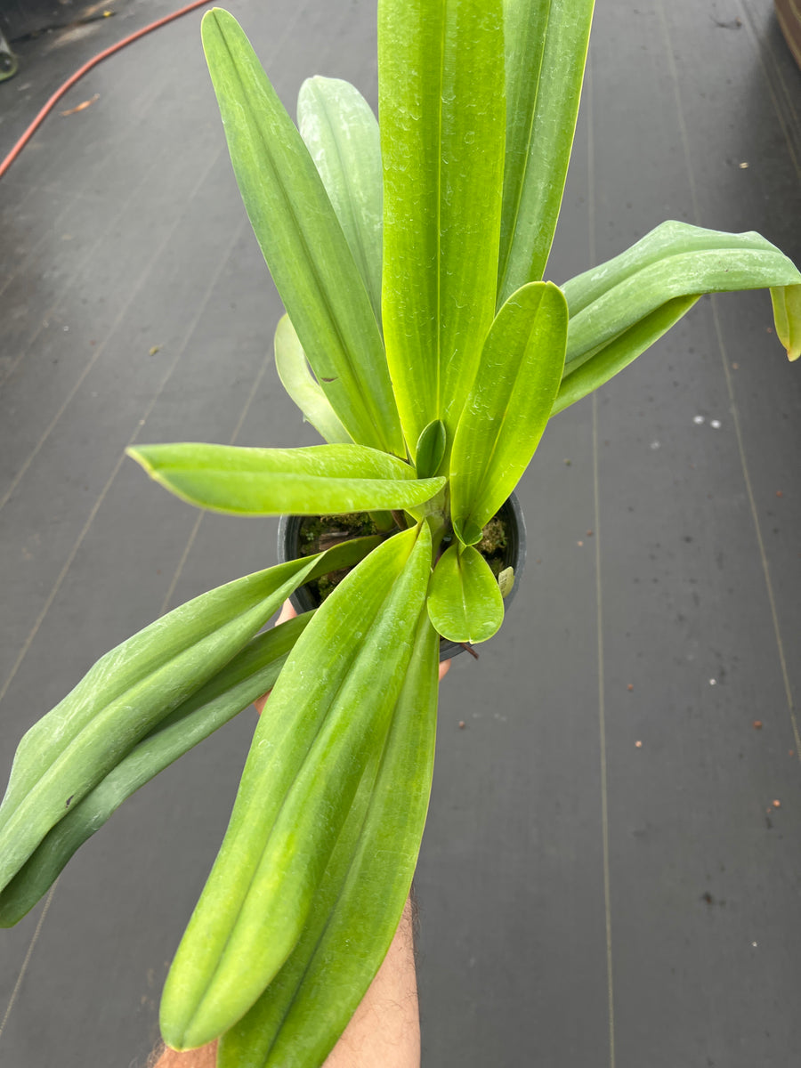 Paphiopedilum Johanna Burkhardt x Lady Isabel – Shogun Hawaii