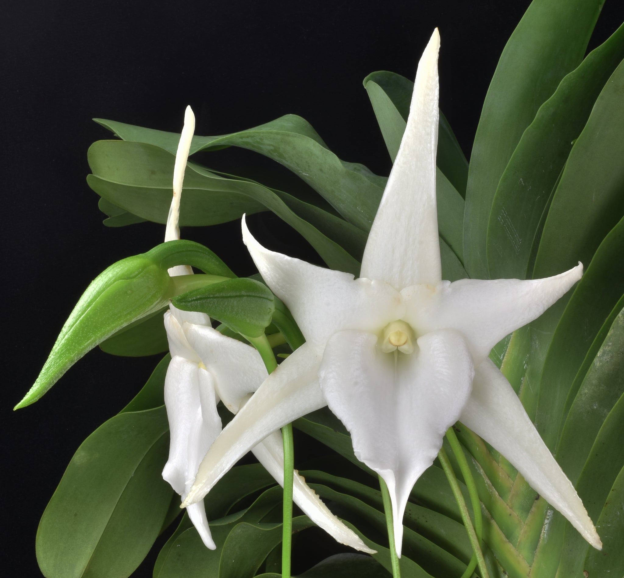 Angraecum Lai’s Star ‘White Magic @ Shogun ‘ FCC /AOS of 90 points ...
