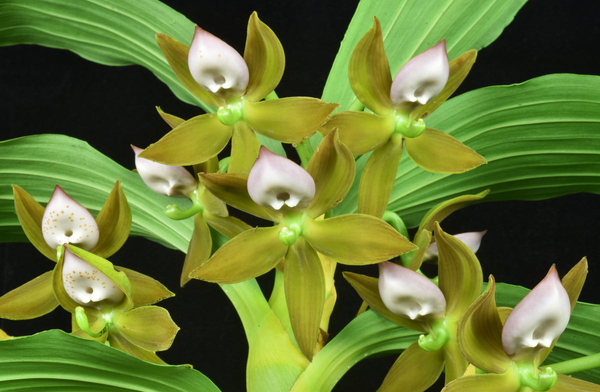 Cycnoches haagii AM/AOS of 84 points and CCM of 87 points – Shogun Hawaii