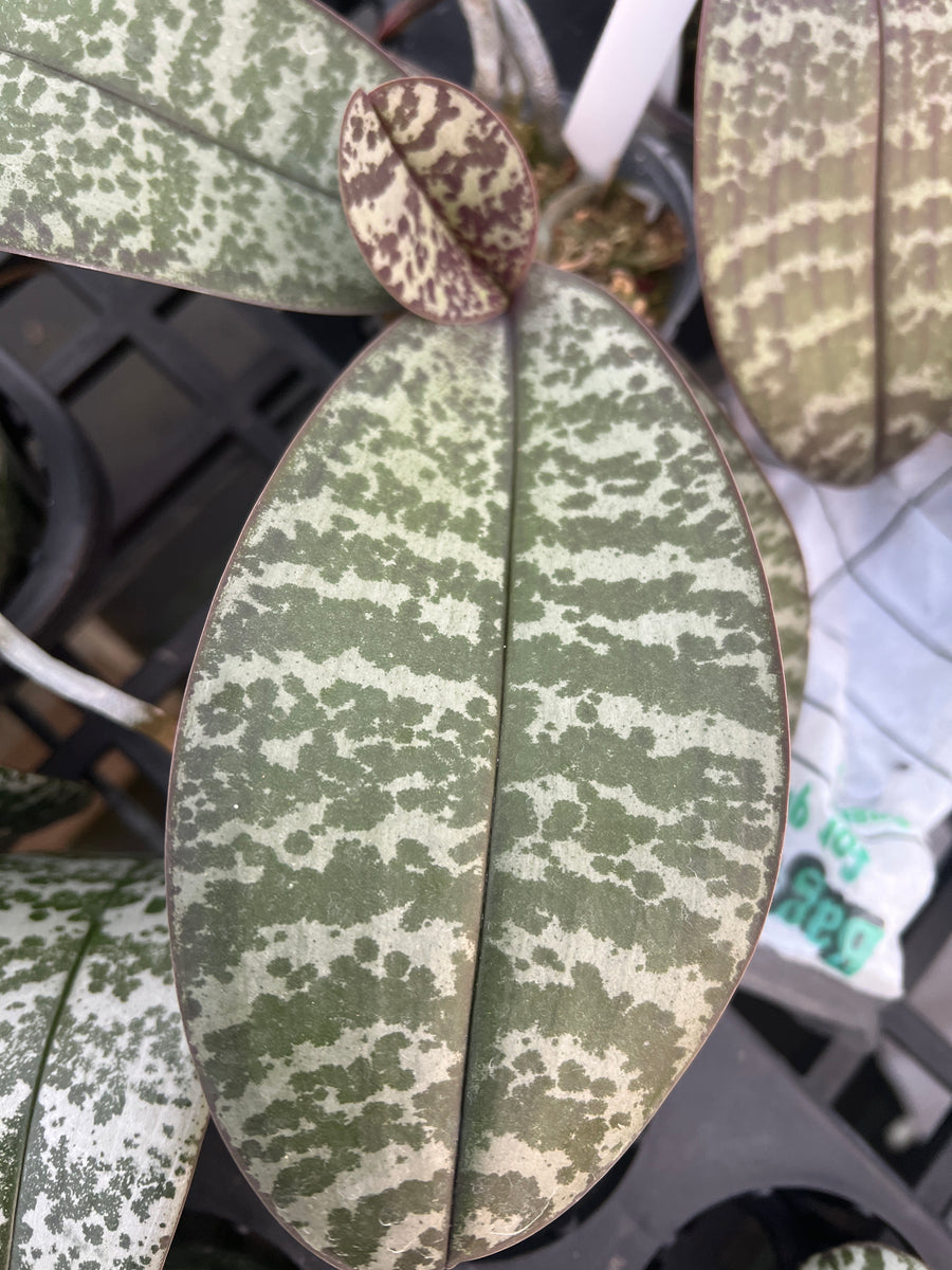 Phalaenopsis schilleriana ‘YL42’ meristem / clone with gorgeous foliag ...