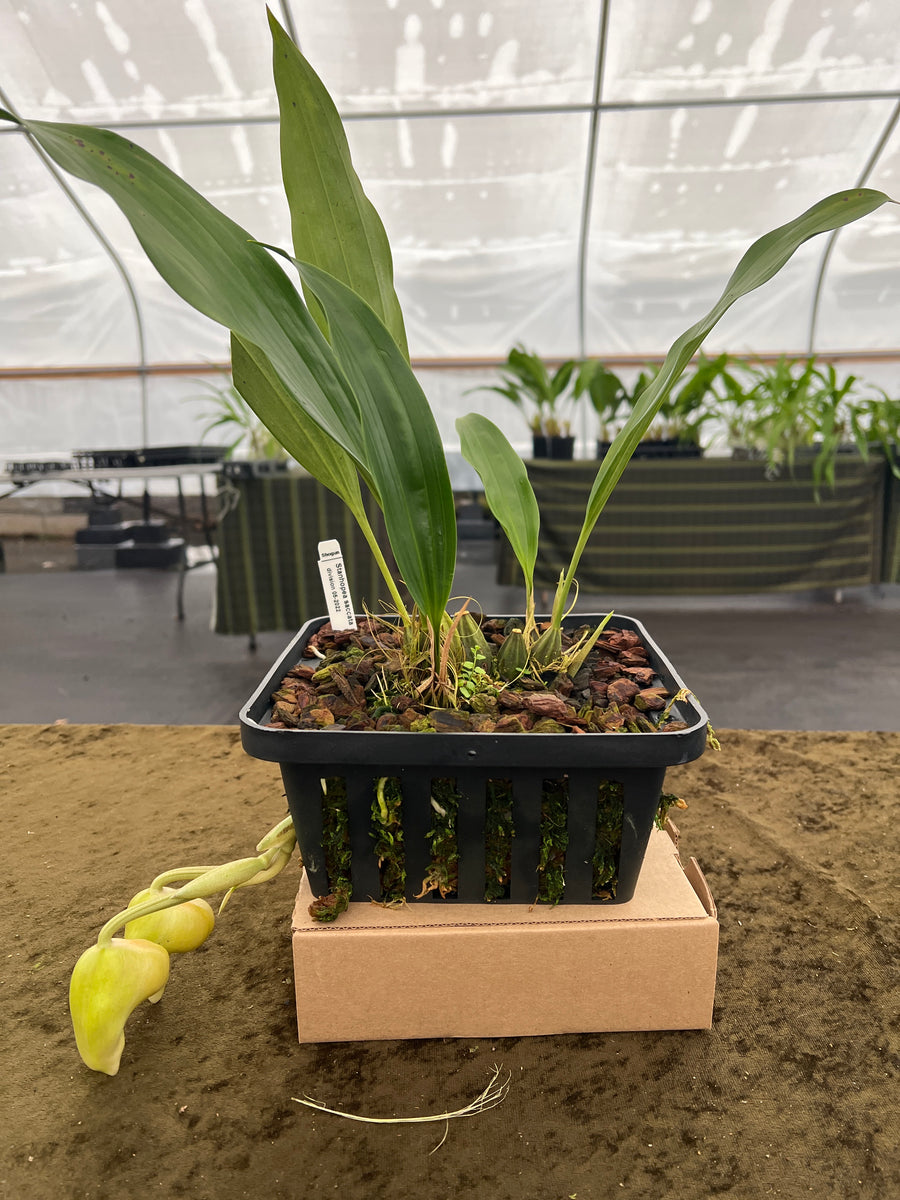 070-Stanhopea saccata bloomingsize – Shogun Hawaii