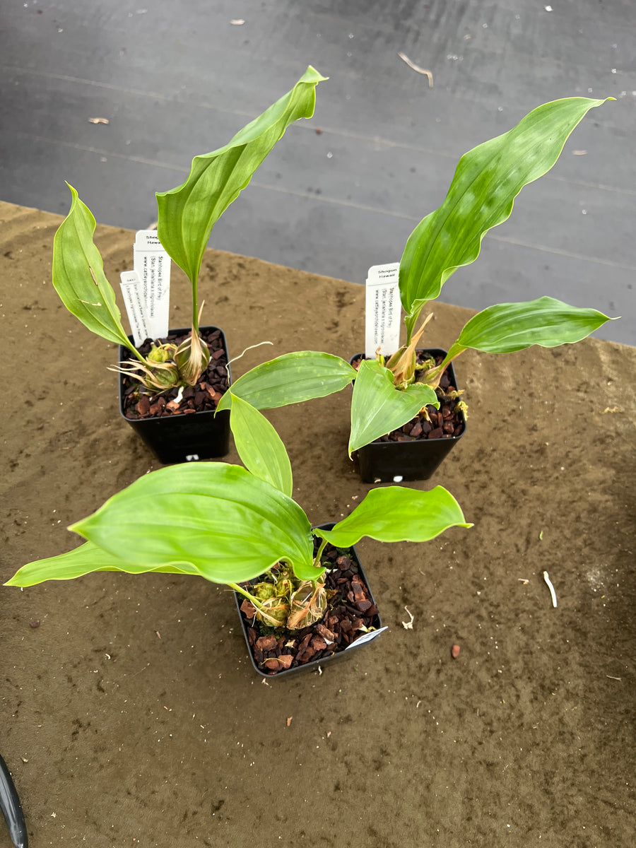 122- Stanhopea Bird of Prey , hybrid seedlings 4” – Shogun Hawaii