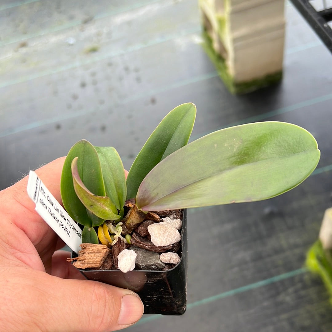 Rlc . Chia Lin ‘New City ‘ , 2.25 inch size – Shogun Hawaii